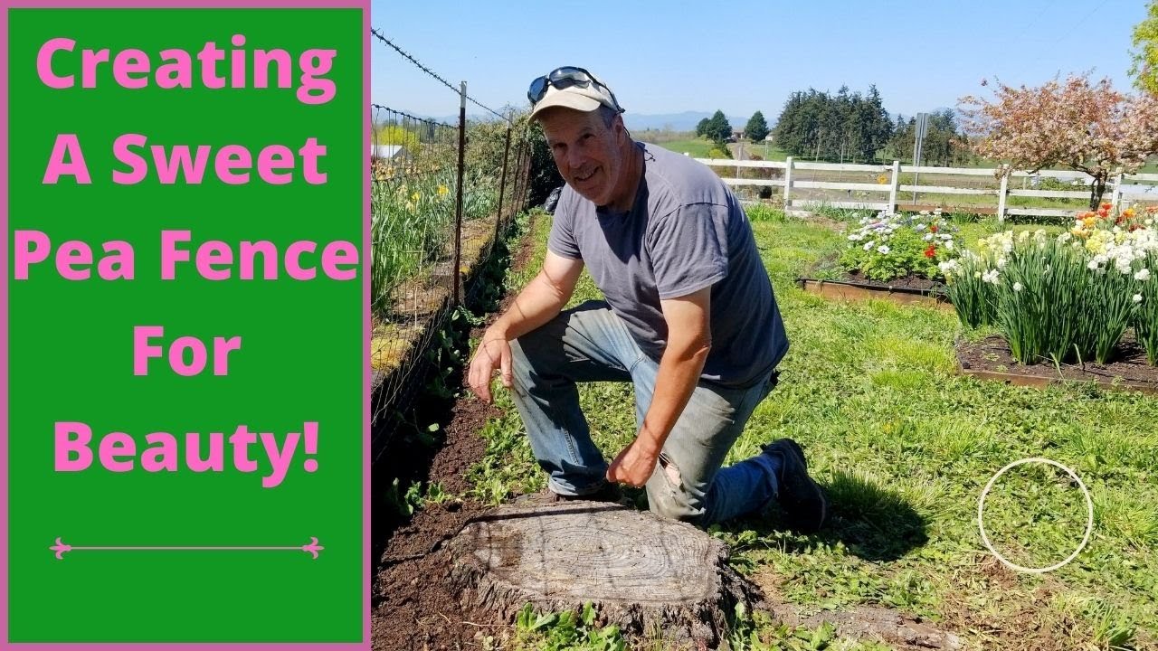 Creating A Sweet Pea Fence! - YouTube