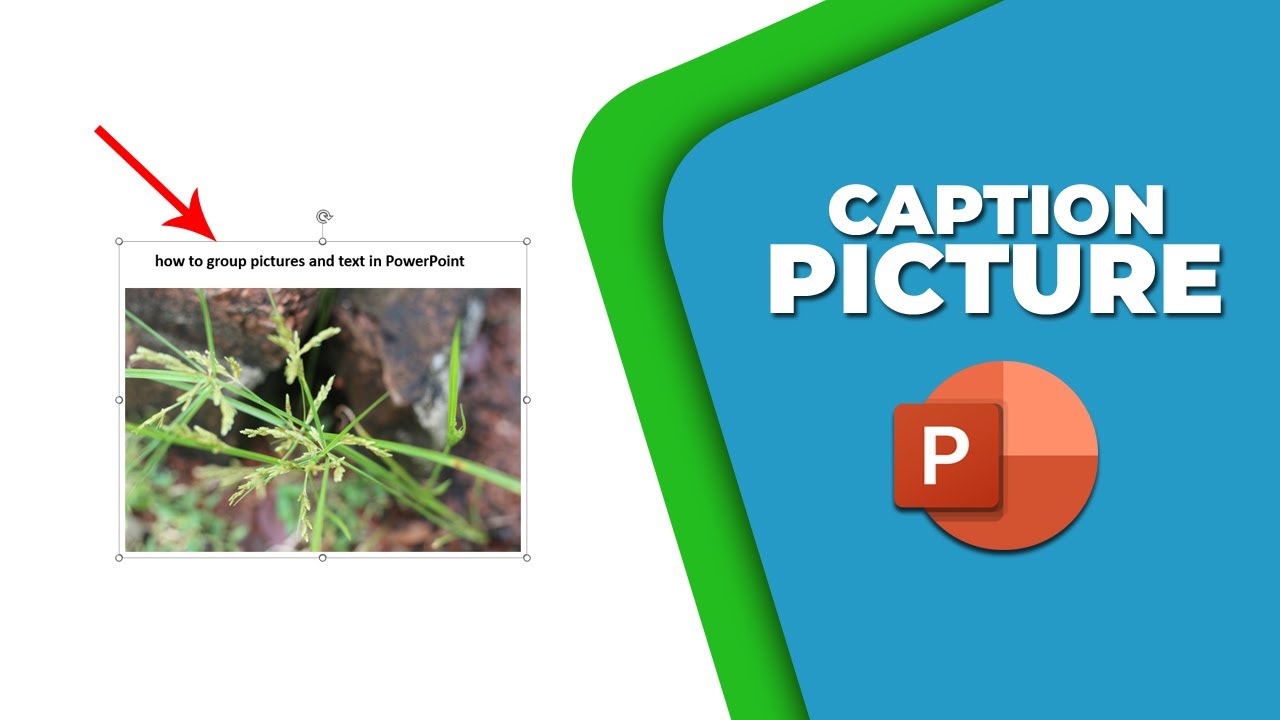 How to add caption to picture in PowerPoint 2016 - YouTube
