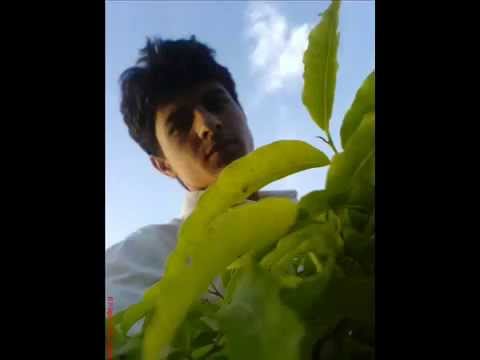 Khafa un besa    burushaski song by Shakeel Sanjeel