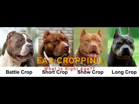 ALL ABOUT EAR CROPPING / CORRECT AGE OF EAR CROPPING IN AMERICAN BULLY ...