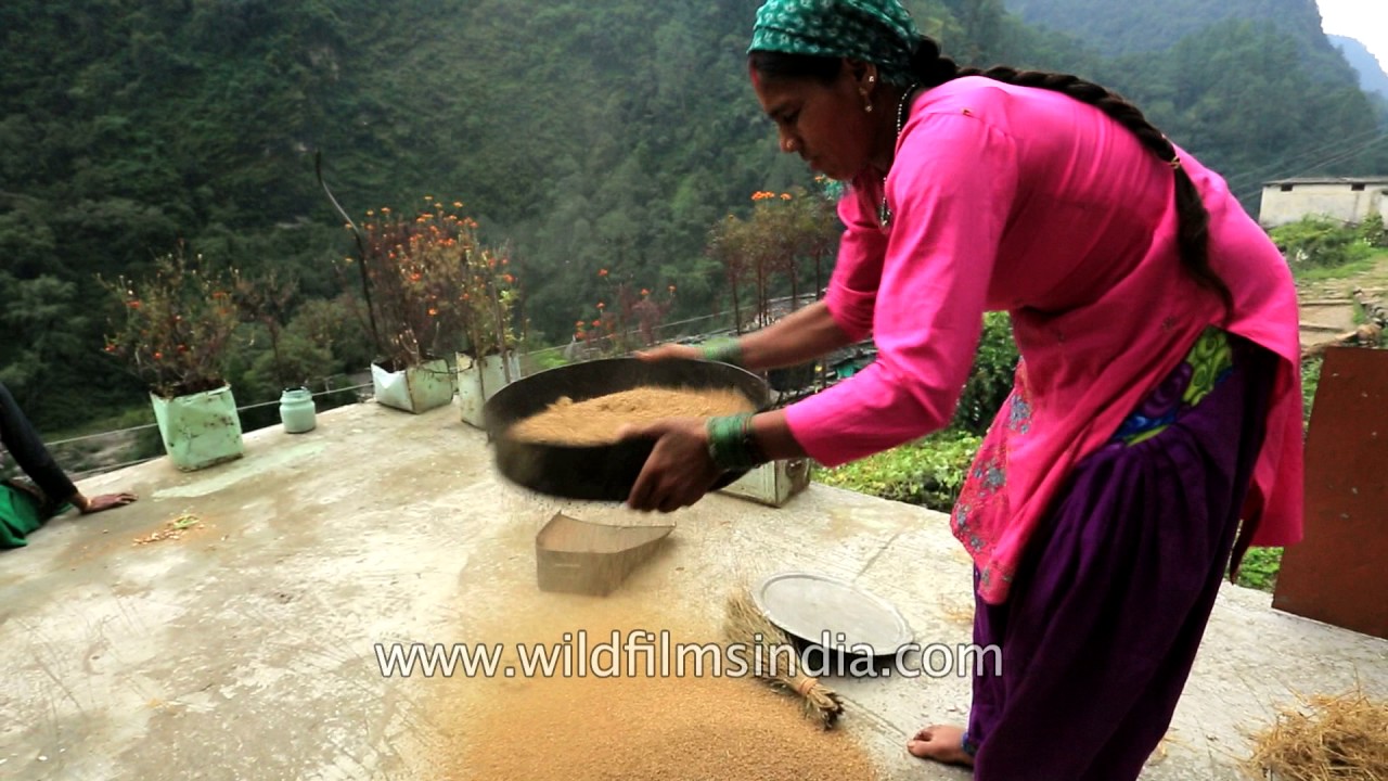 Woman threshing Barnyard millets in Uttarakhand - YouTube