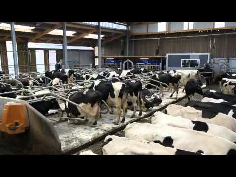 JOURDAIN leader "Relax" - YouTube