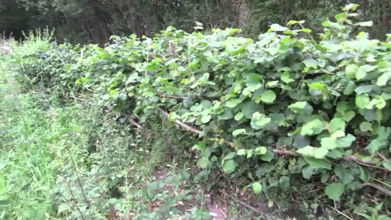 9 months of hedge regrowth after hedge laying - YouTube