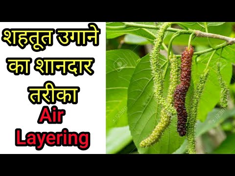 शहतूत की गूटी कलम// Mulberry Air layering - YouTube