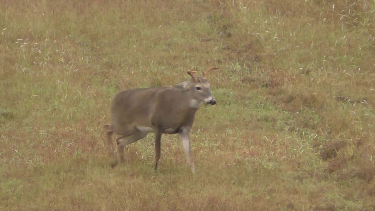 Dominant Tiny Buck Pursues Submissive Big Buck - YouTube