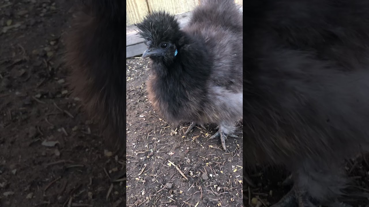 Silkie Hen & Silver Easter Egger Hen believe they are “The Hottest Hens ...