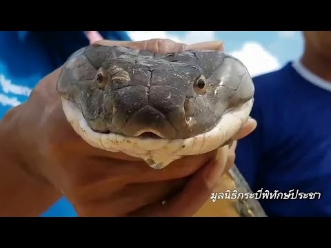 4 Meter lange Königskobra aus Abflussrohr entfernt (Video)