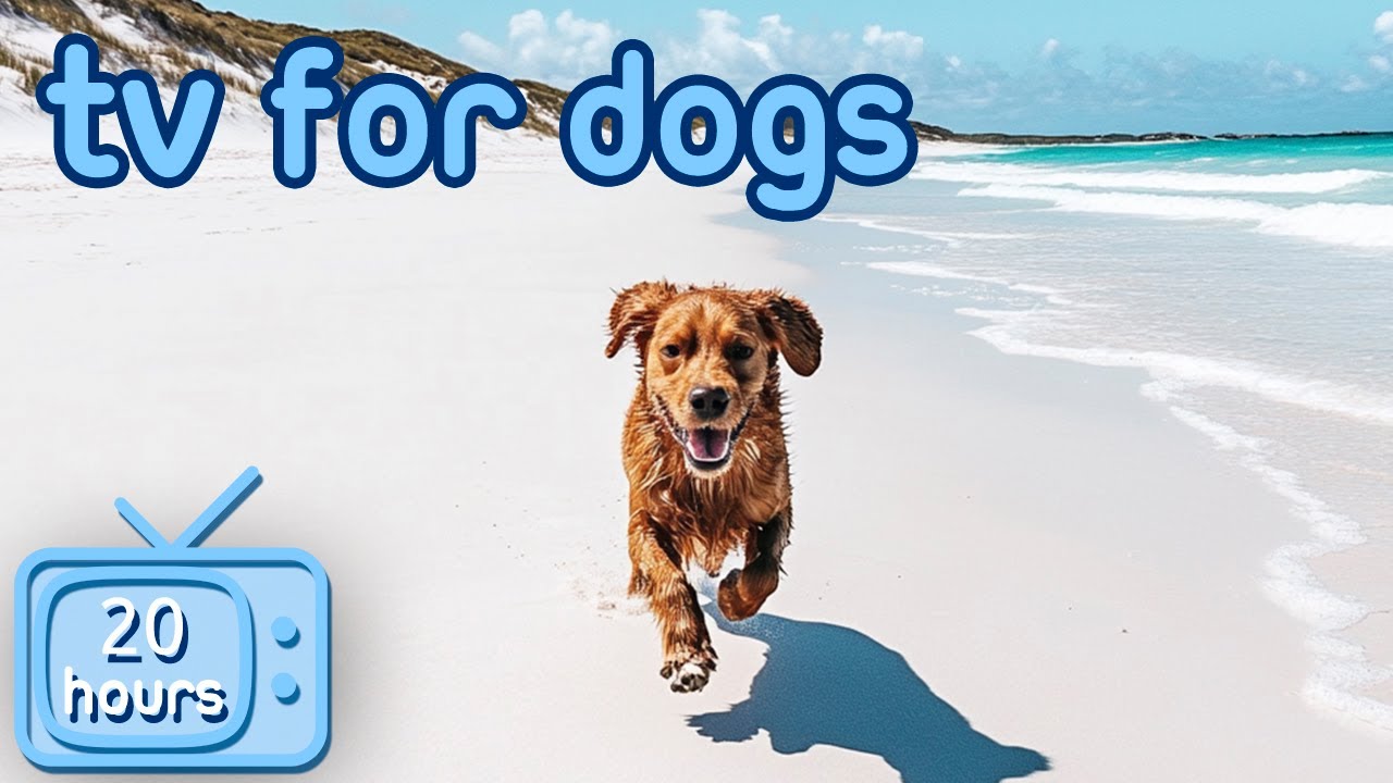 DOG TV for Dogs to Watch: Keep Your Dogs Happy, Calm, and Entertained ...