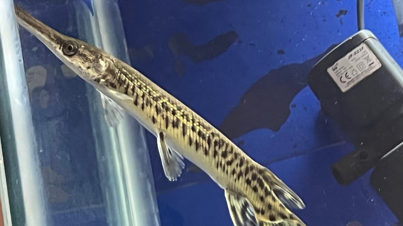 Alligator Gar | Species | Feed | Growth | Pspinsights #pspinsights ...