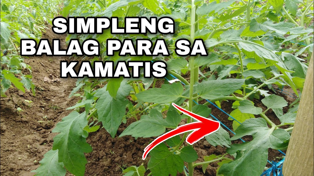 Paano gumawa ng balag Para sa kamatis | How to create trellis for ...