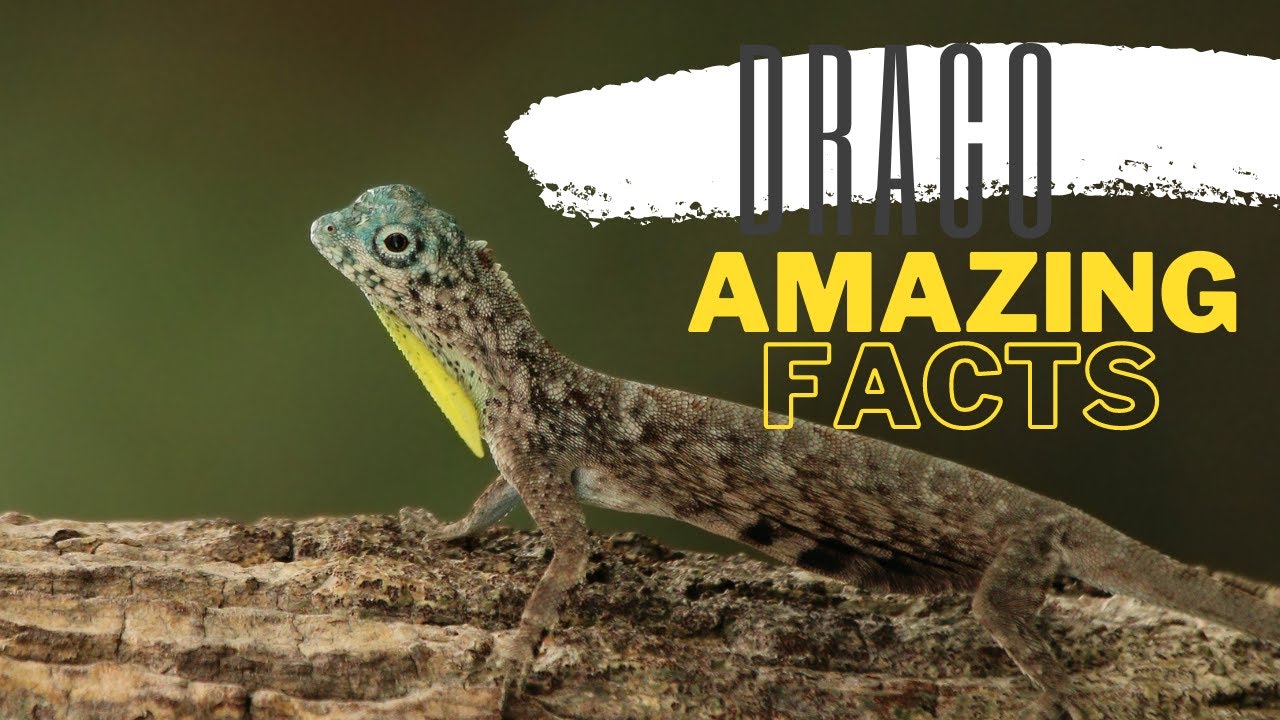 Draco facts 🦎 Flying Lizard 🦎 Flying Dragon 🐉 Gliding Lizard 🦎 known ...