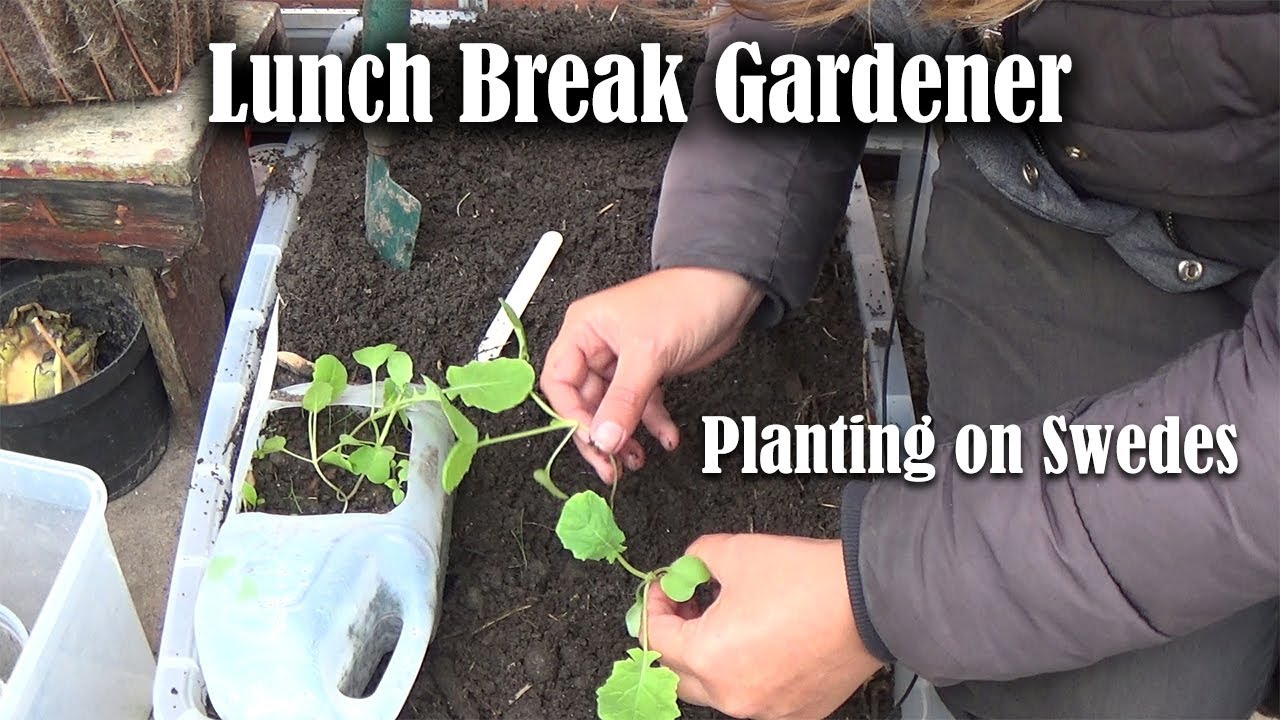 How to grow Swedes | Planting on Swedes | Swedes Part 2 | Lunch Break ...
