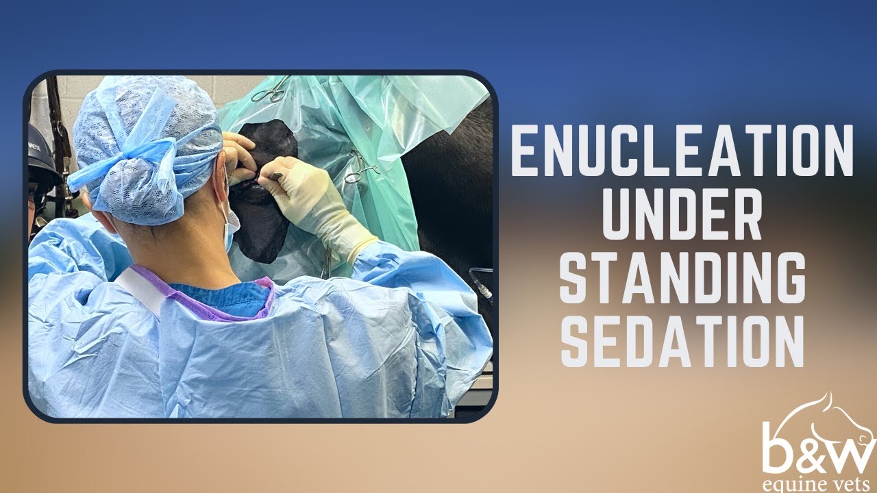 Enucleation under Standing Sedation - Equine Surgery - B&W Equine ...