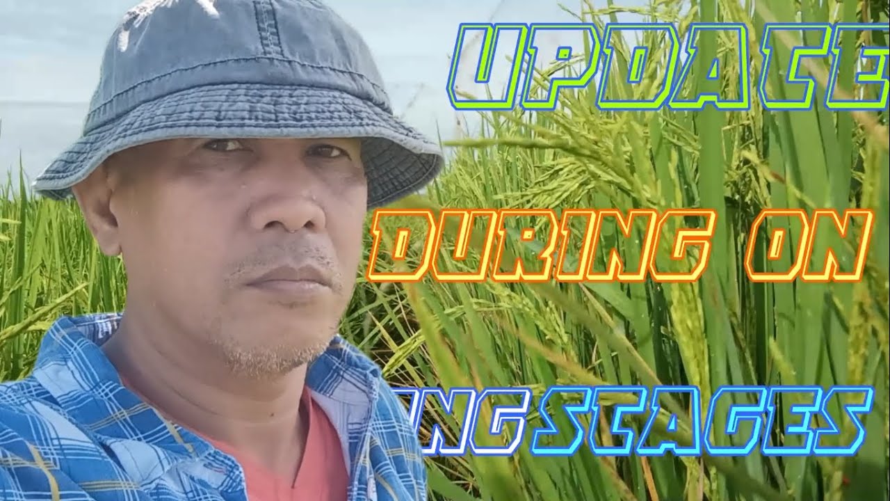 Farming With Sam An Update During On A Milky Stage Of The Rice 🌾 Grains ...
