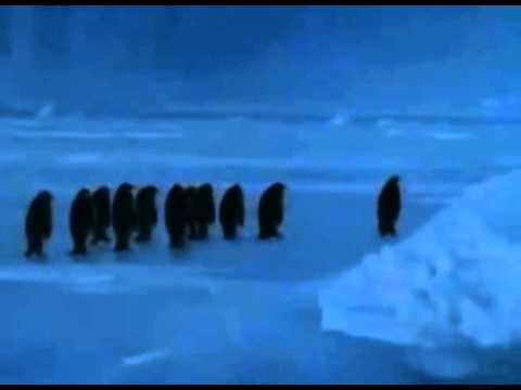 Penguin falls down - 1 hour - YouTube