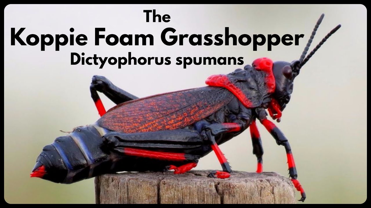 The KOPPIE FOAM GRASSHOPPER - some interesting facts - YouTube