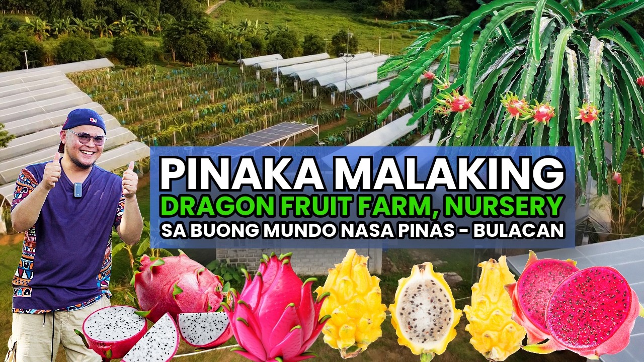 Pinoy Nurse - May Ari ng Pinakamalaking Dragon Fruit Nursery sa Buong ...