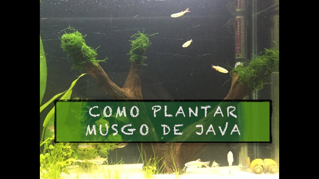 Como plantar musgo de Java - Aquario Plantado #2 - YouTube