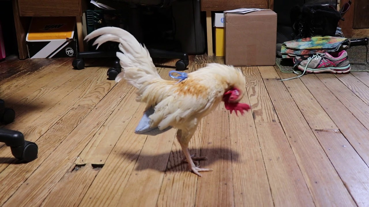 Shortcake The Rooster Wears a Chicken Diaper - YouTube