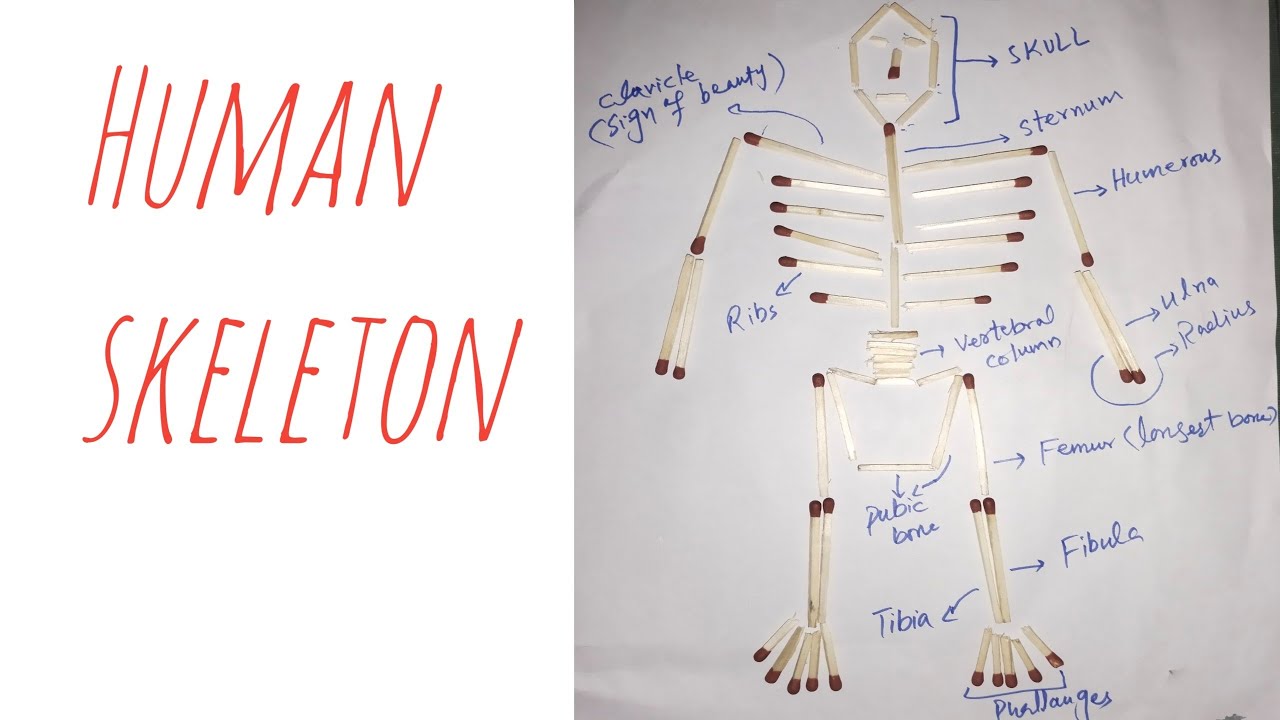 Human Skeleton Made From Matches YouTube