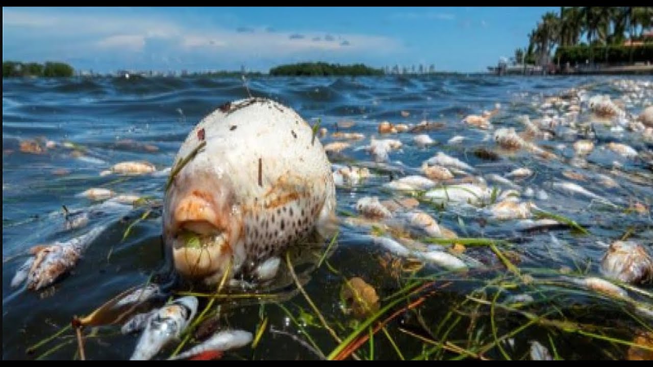 Largest Fish Death South Florida History Turkey Point Nuclear Dumps ...