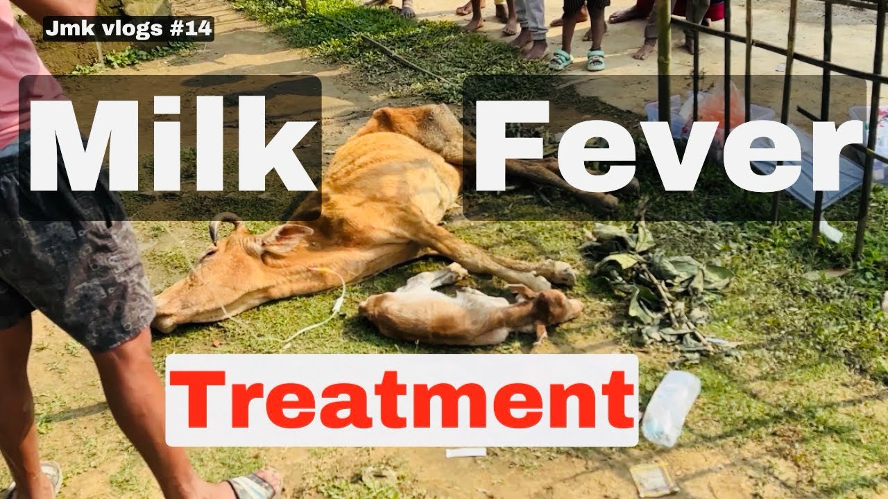 milk fever in cows treatment || milk fever in cows || milk fever in ...