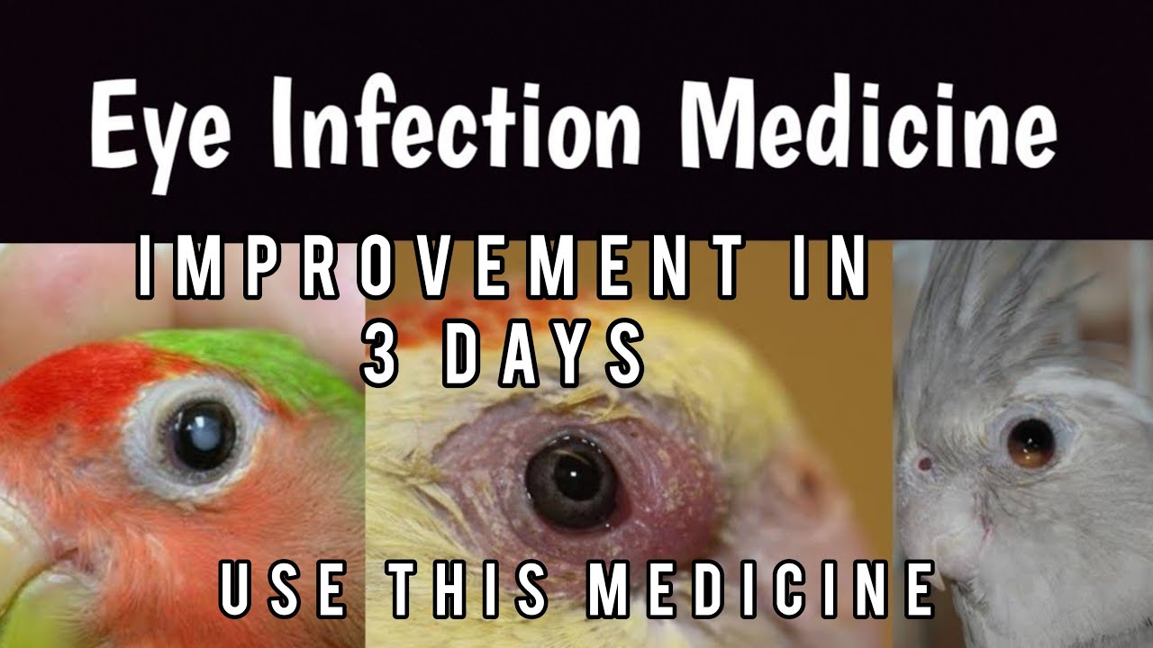 Eye Infection Treatment for birds - YouTube