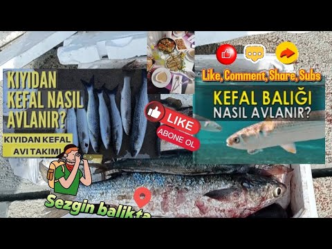 Kefal nasıl avlanır ve teknikleri dev kefaller - YouTube