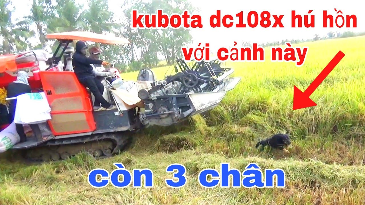 QUAY CẢNH MÁY CẮT LÚA KUBOTA DC108X CẮT LÚA ĐÔNG XUÂN - YouTube