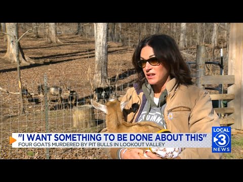 Lookout Valley woman says four of her goats were killed by two pit bulls