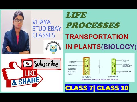 LIFE PROCESSES | TRANSPORTATION IN PLANTS | BIOLOGY | CLASS 7 | CLASS ...