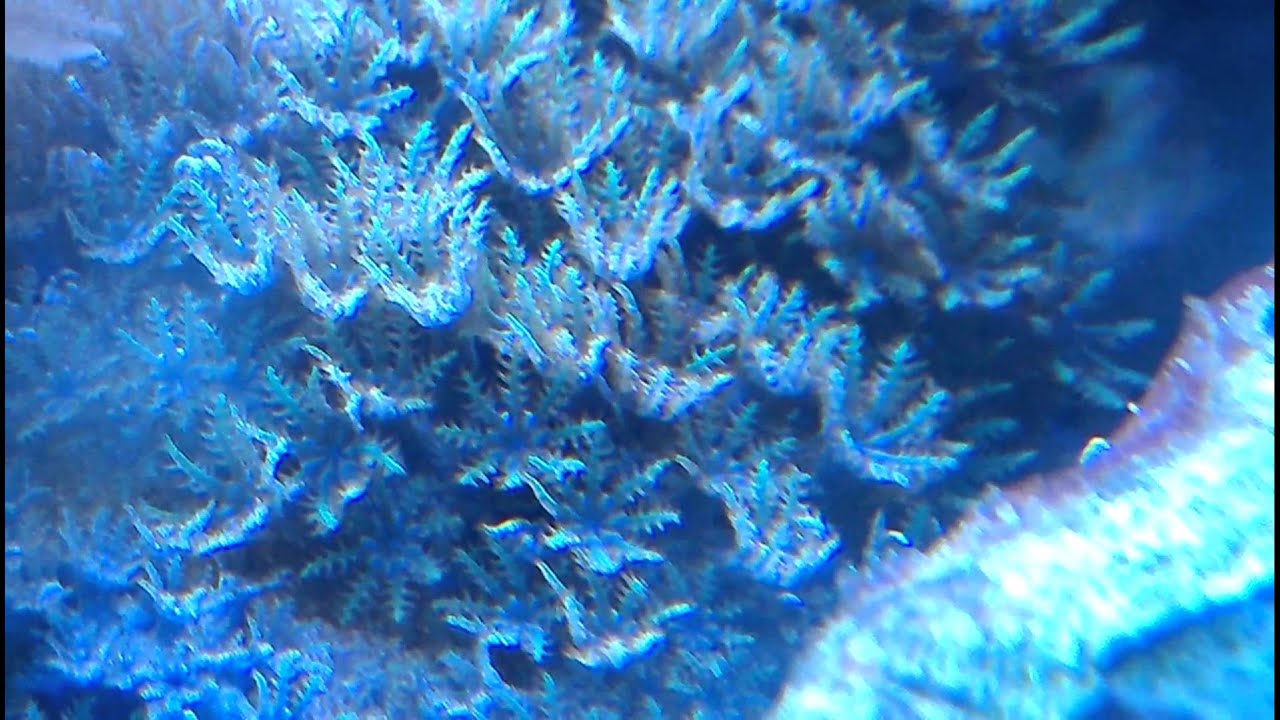 Coral in my reef: blue sympodium growing everywhere - YouTube