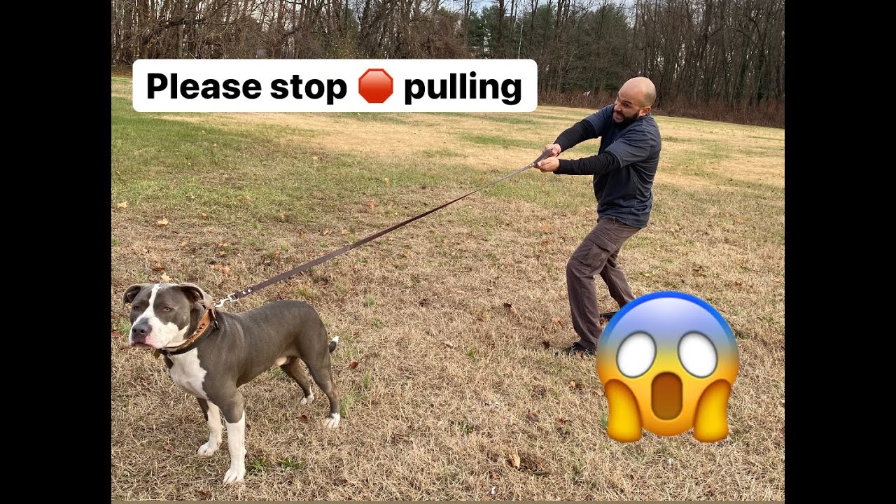 Here Are 2 Ways You Can Teach Your Dog Not To Pull On Leash here-are-2-ways-you-can-teach-your-dog-not-to-pull-on-leash