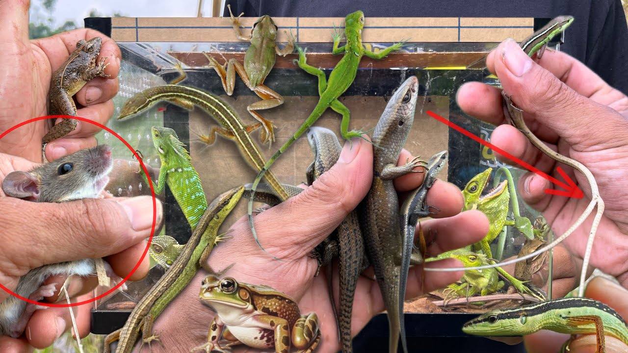 Hunt for unique reptiles‼️catch green lizard, brown lizard, grass ...