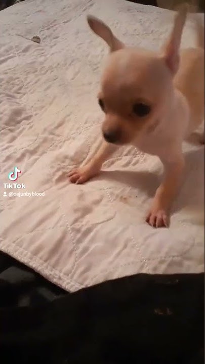 Crackhead dog - YouTube