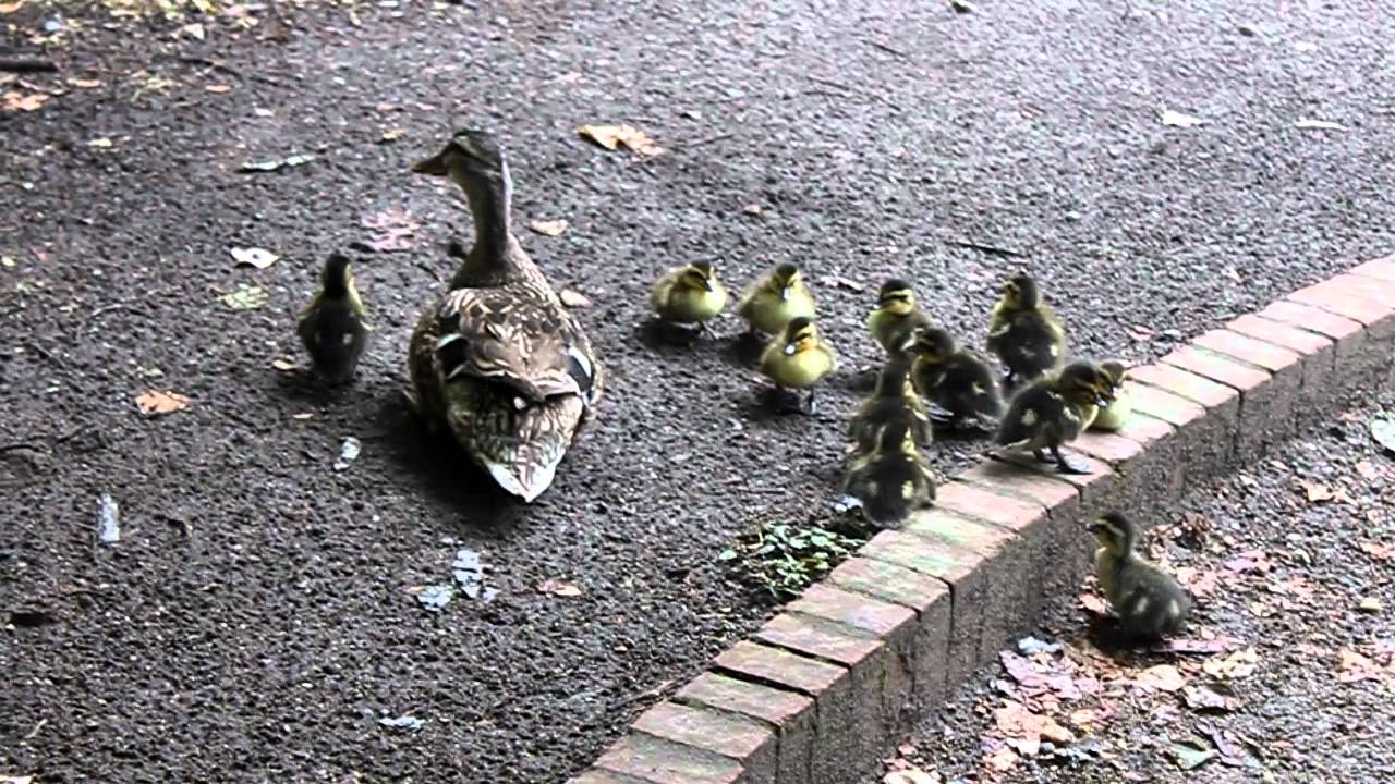 MIKE ALOYAN PRESENTING... LEFT BEHIND DUCKLING ..MOV - YouTube