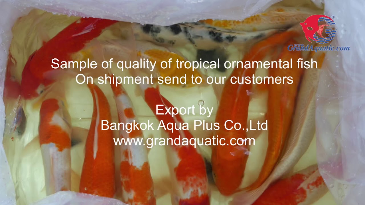 Quality of tropical ornamental fish export from Thailand exporter ...