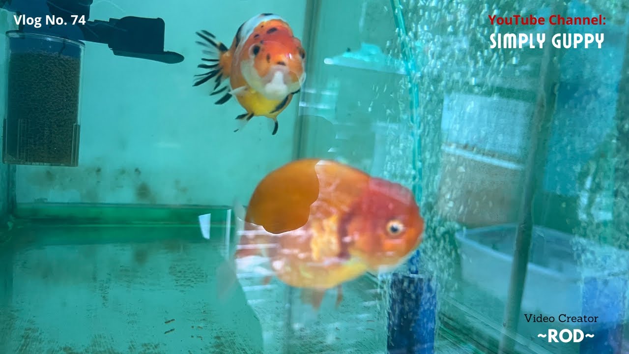 Backyard Fish Farm Update 2024-2 | Angelfish Fry | Discus Fry | Pdert ...