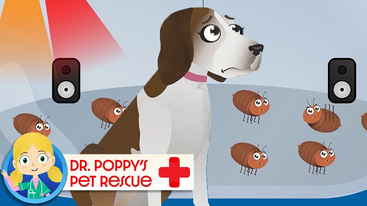 Lilly The Beagle 🐶 | Doctor Poppy - Animals For Kids | Cartoon Animals ...