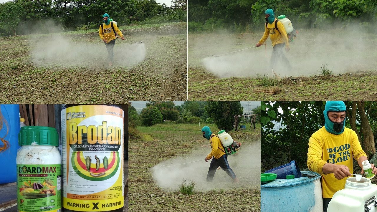 14-days pechay guard max incecticide brodan insecticide 1Ltr - YouTube