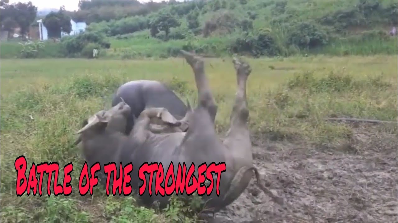 Buffalo vs. Buffalo Fight 2020 - YouTube