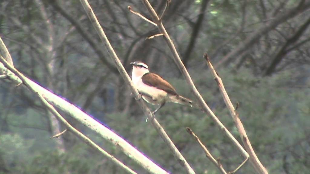 Birds of Colombia: Bicolored Wren- Campylorhynchus griseus - YouTube