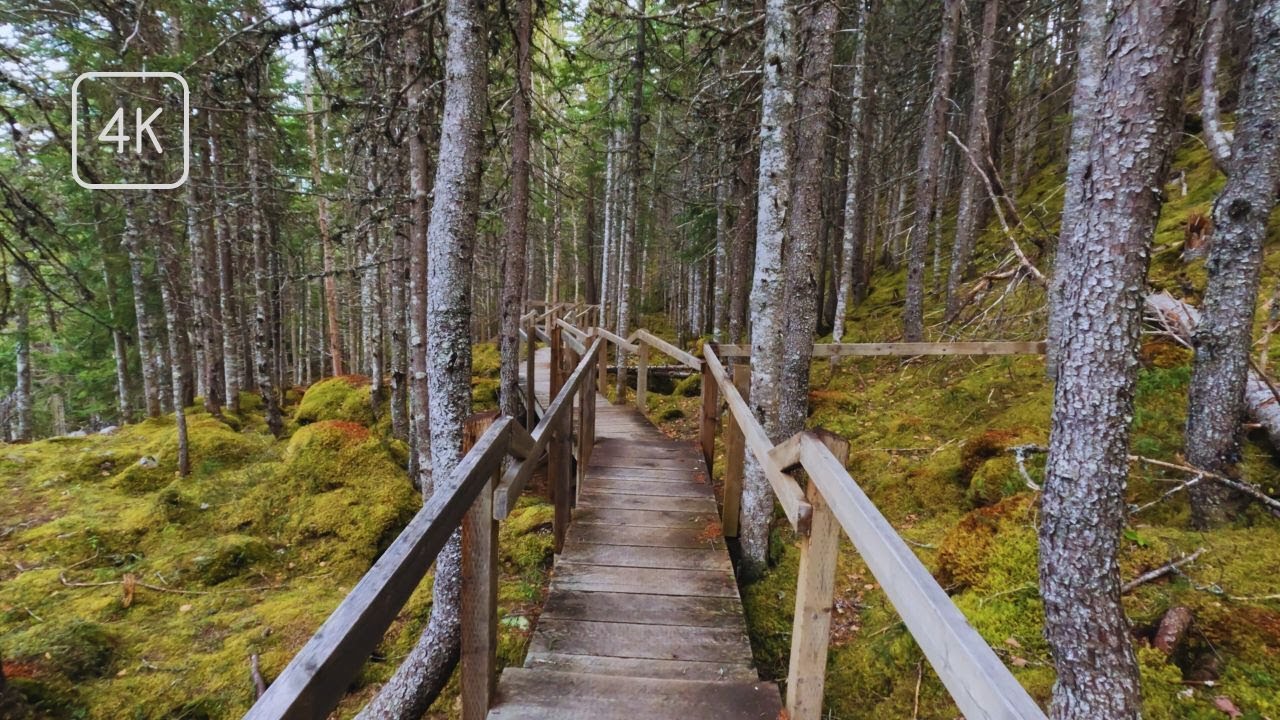 Virtual Forest Walk Ambience | Stream Sounds ASMR for Sleep and Relaxation - YouTube