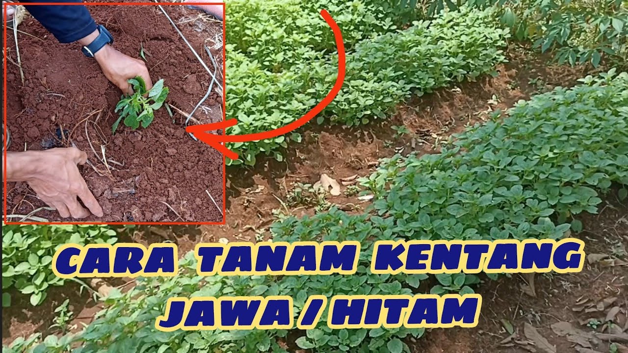 cara menanam kentang hitam kentang jawa.‼️agar berbuah banyak #kentang ...