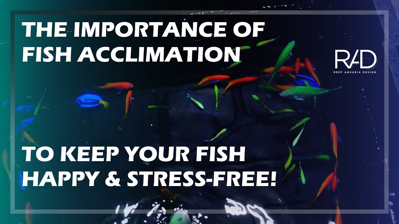 THE IMPORTANCE OF FISH ACCLIMATION TO KEEP YOUR FISH STRESS-FREE. BY ...