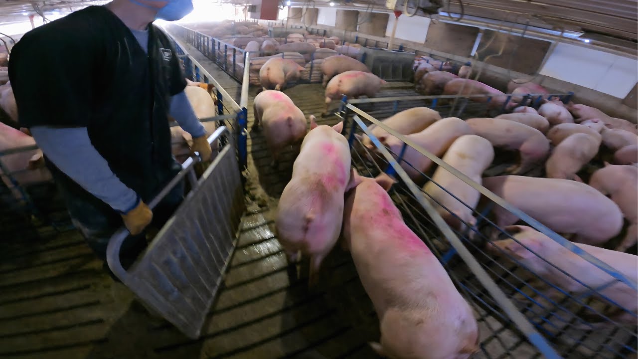 Sorting Market Hogs - YouTube