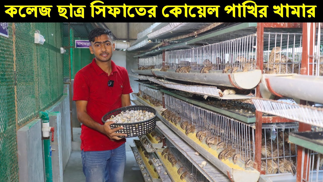 কলেজ ছাত্র সিফাত কোয়েল পাখির খামার করে সংসারে বাড়তি আয় করেন। Qual ...