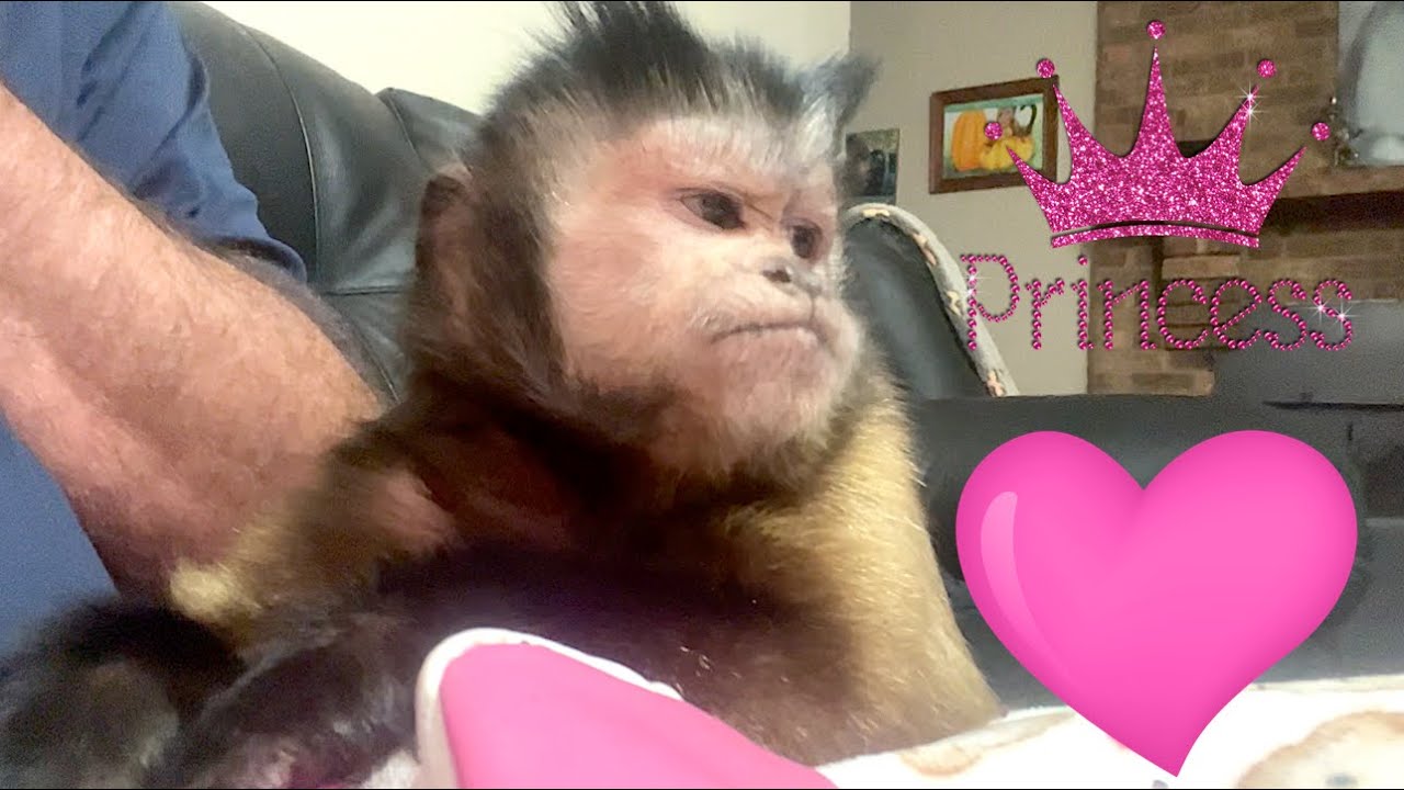 Monkey Princess Day In the Life! - YouTube