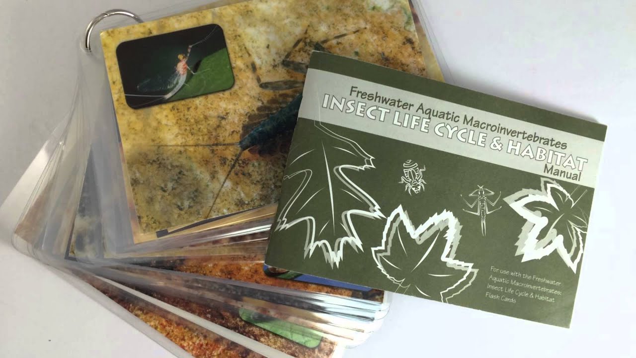 LaMotte Freshwater Aquatic Macroinvertebrates Insect Life Cycle and ...