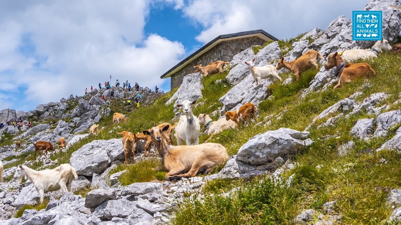 STRESS RELIEF Guaranteed Watching Mountain Goats for 10 Minutes a Day ...